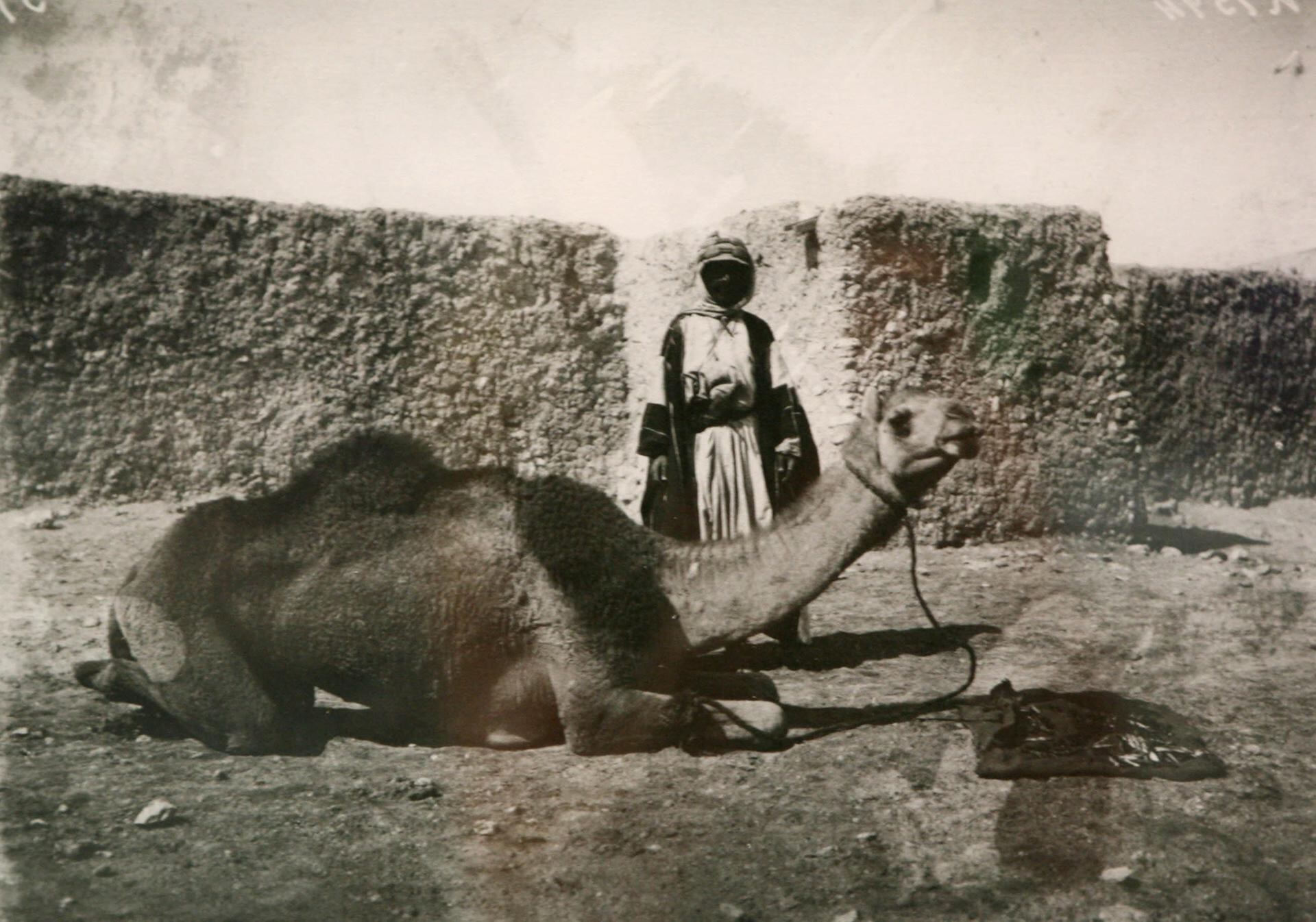 How one intrepid photographer captured the first image of 'Zayed the ...