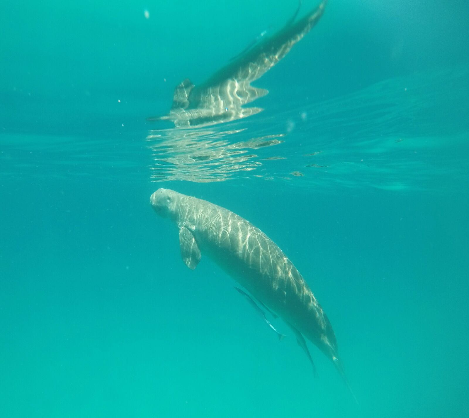 UAE launches $3 million global drive to protect dugongs and other ...