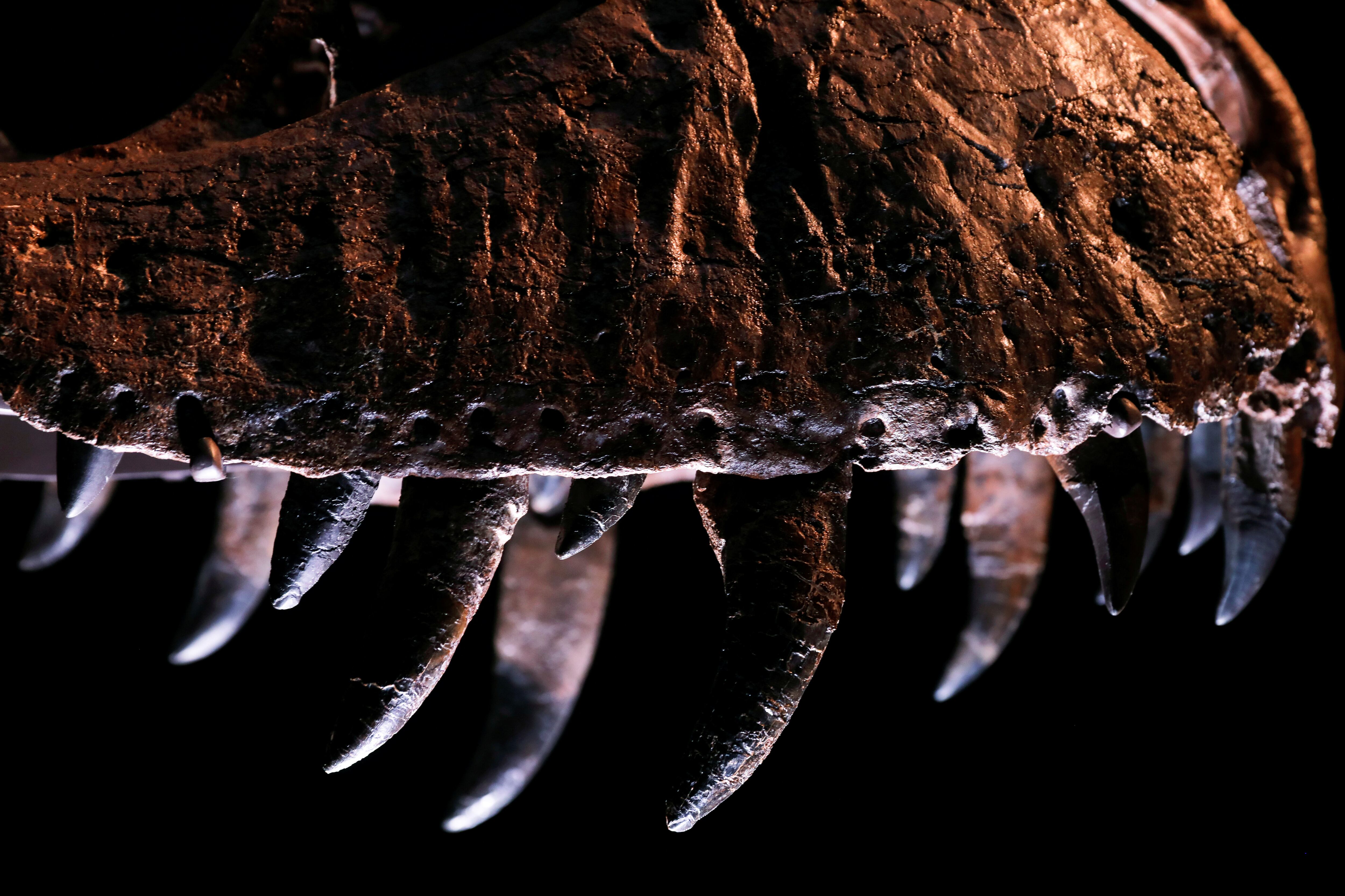 Landmark dinosaur discoveries in the Middle East that led to Natural ...