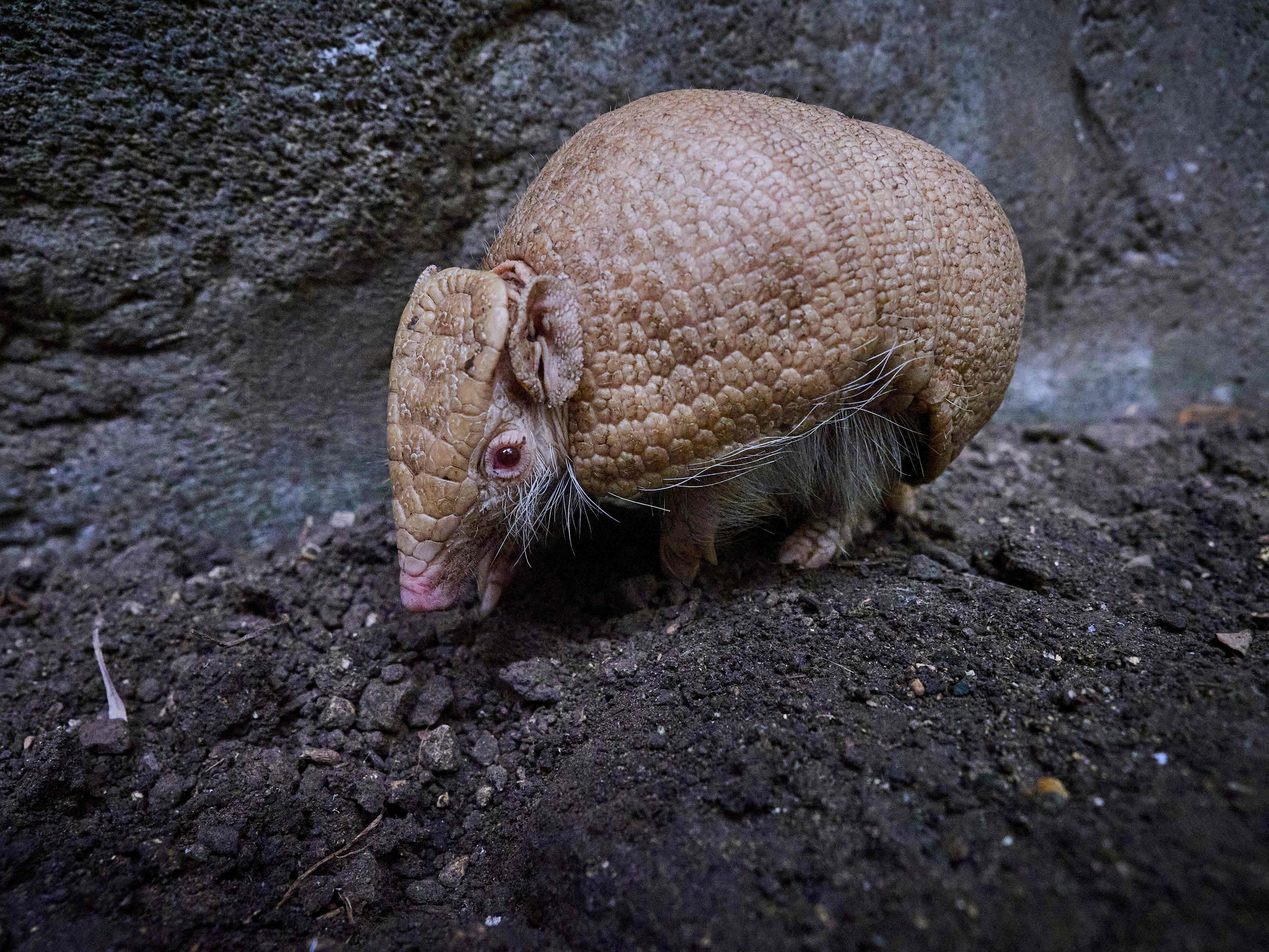 Best photos of August 26: Notting Hill Carnival to an albino armadillo ...