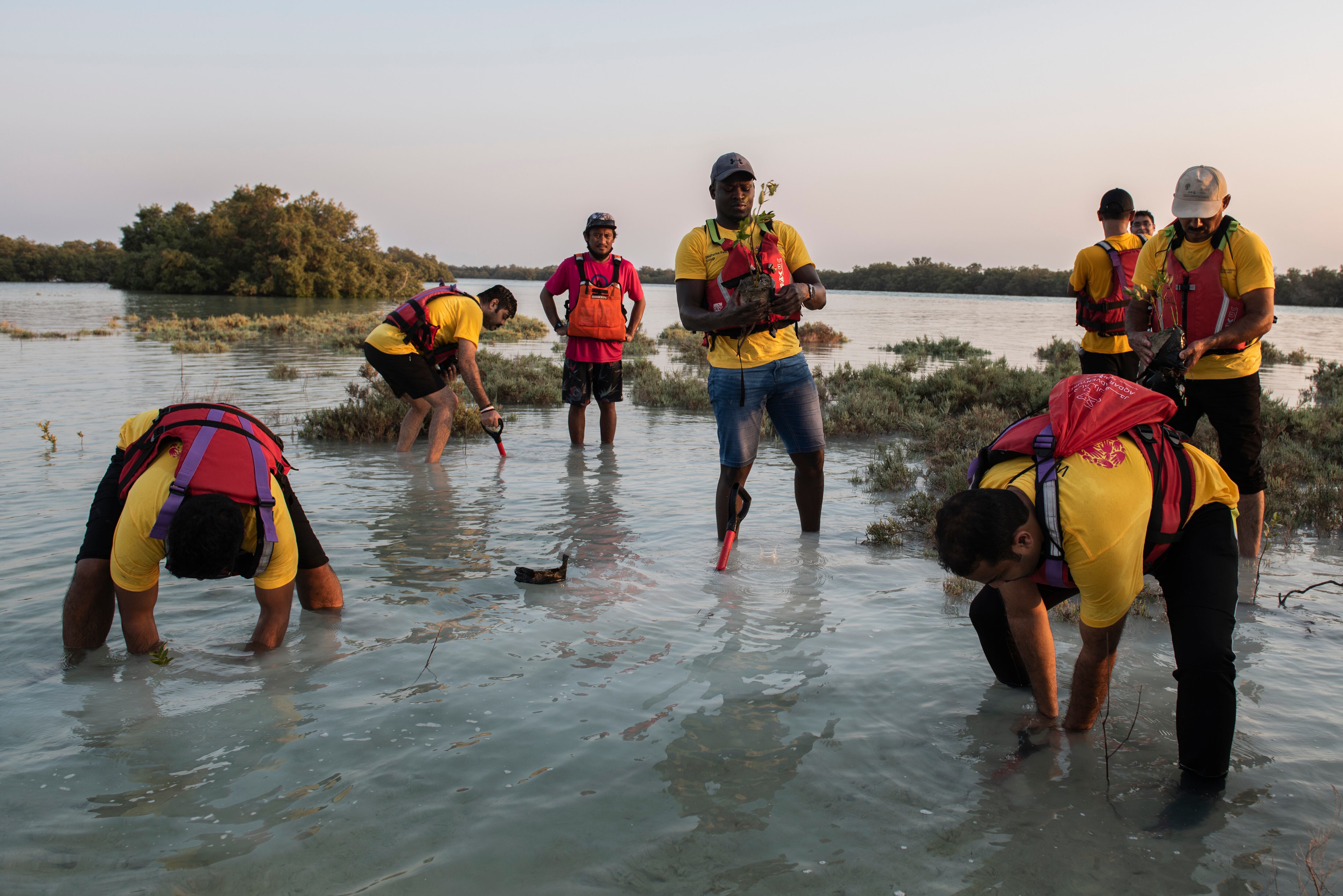 From sea turtles to praying mantises, Fujairah's planted mangroves are ...