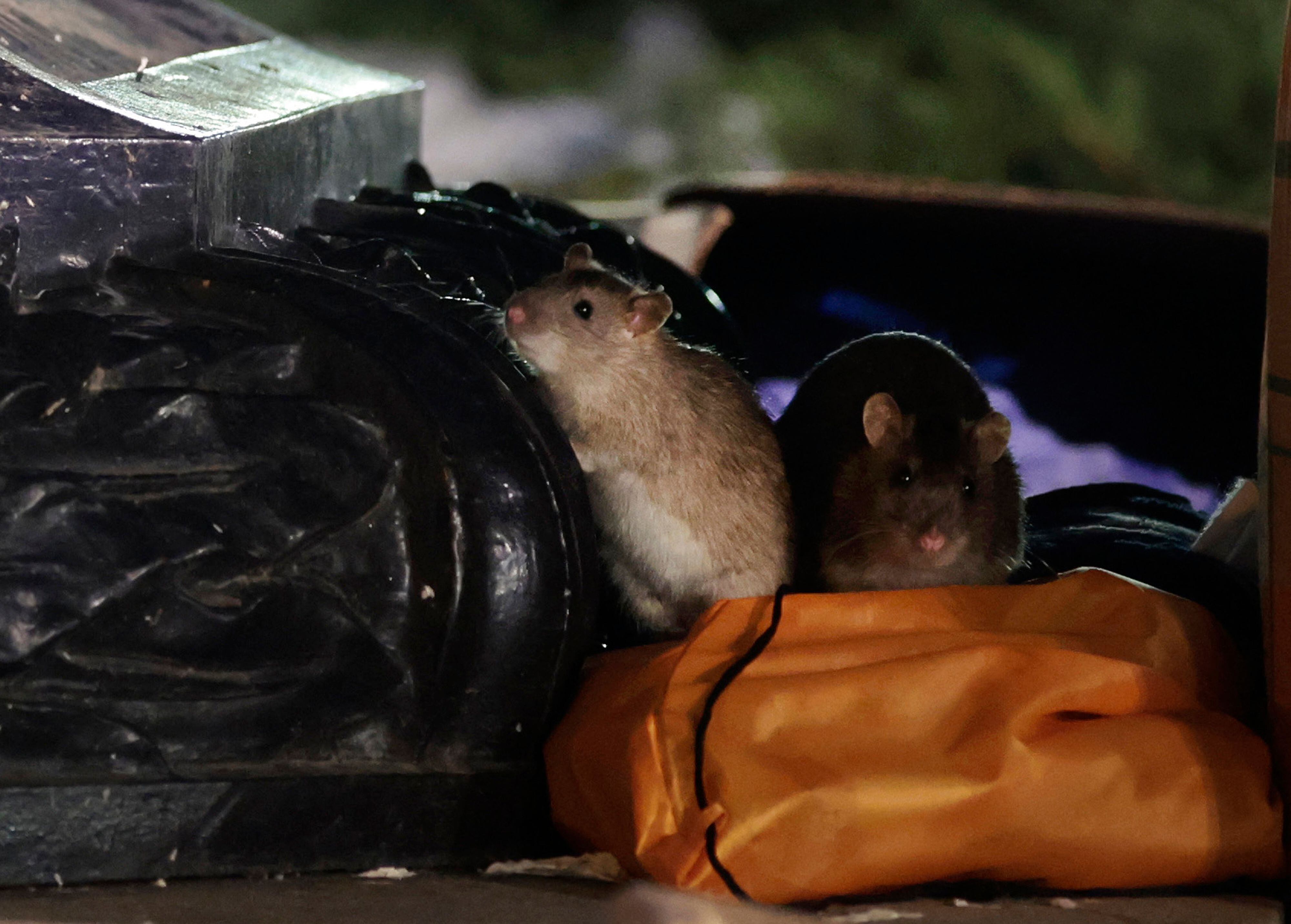 Woolly mouse unveiled by firm hoping to bring more extinct animals back ...