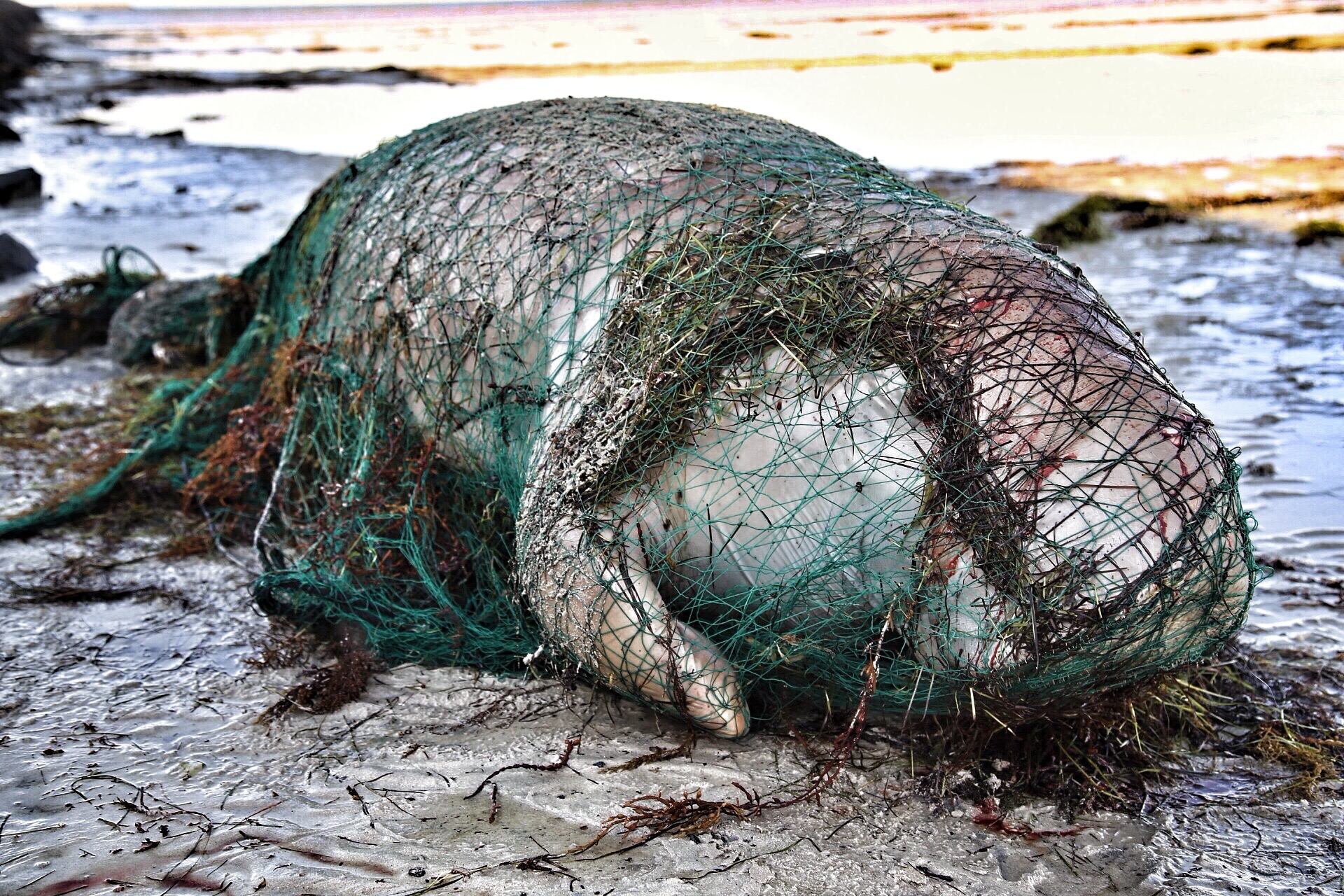 UAE launches $3 million global drive to protect dugongs and other ...