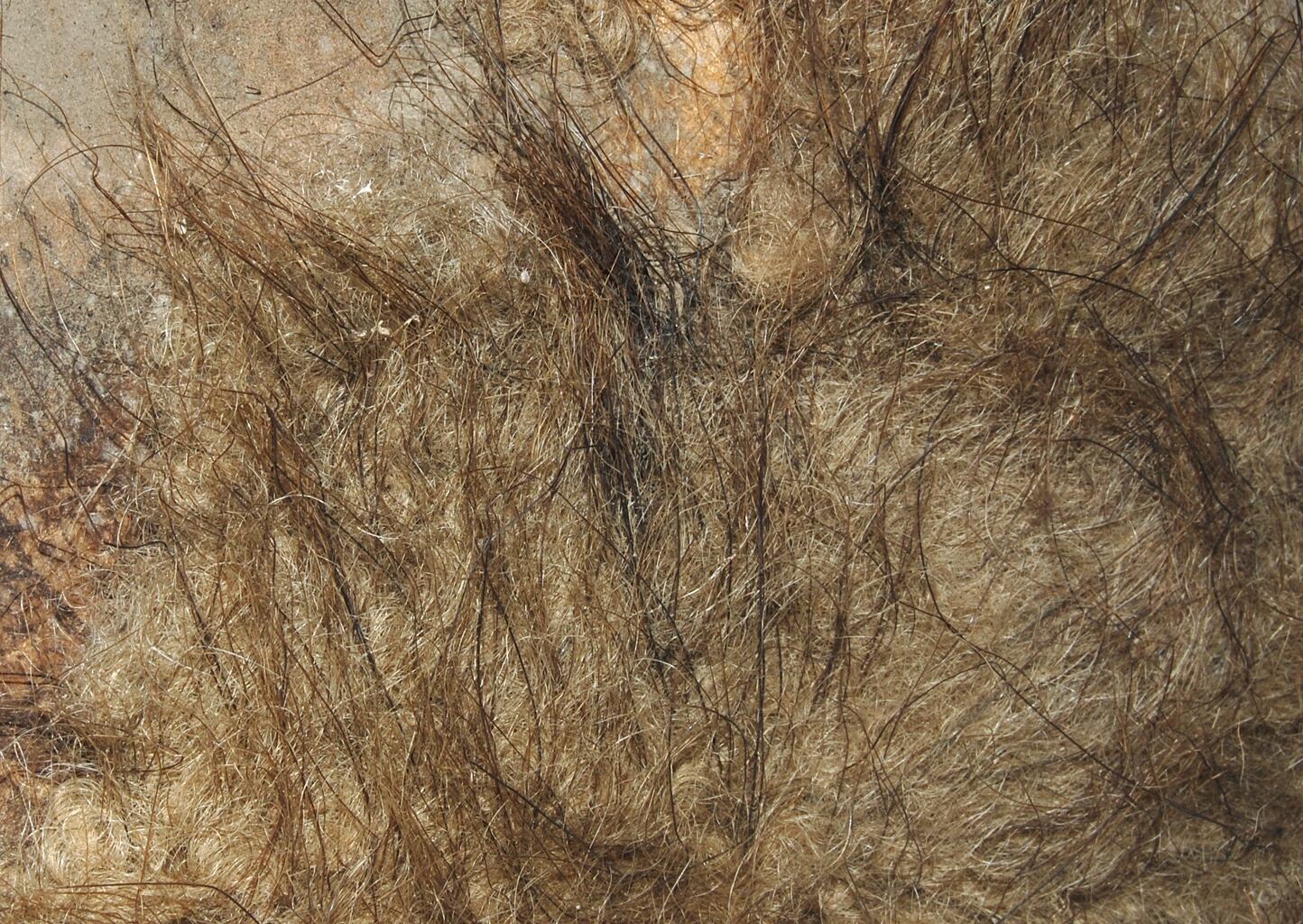 Woolly mouse unveiled by firm hoping to bring more extinct animals back ...