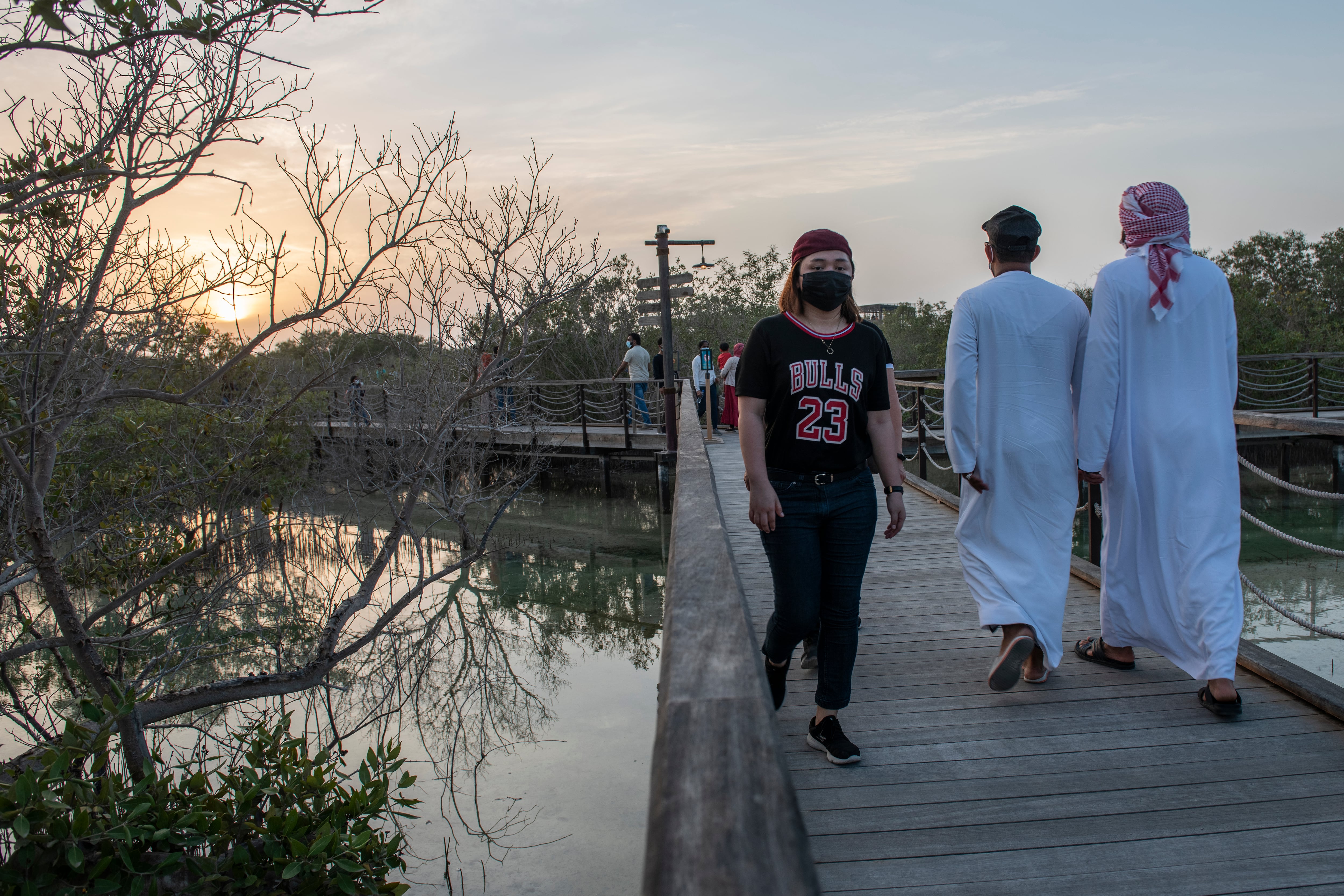 From sea turtles to praying mantises, Fujairah's planted mangroves are ...