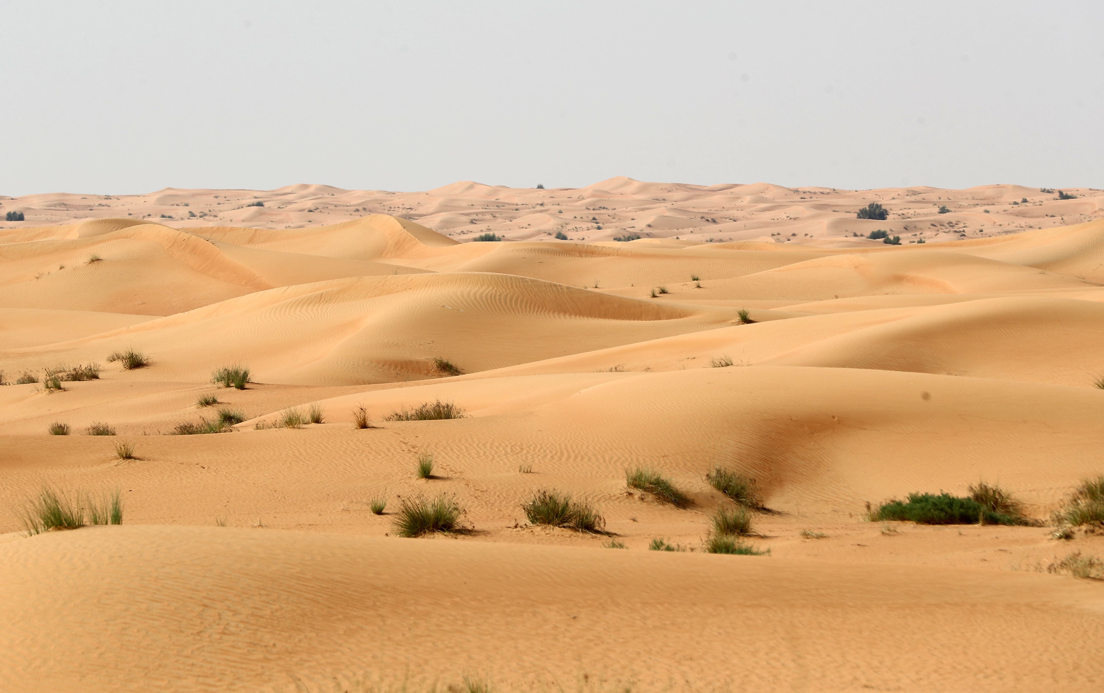 Solving the mystery of the UAE's largest bird of prey | The National