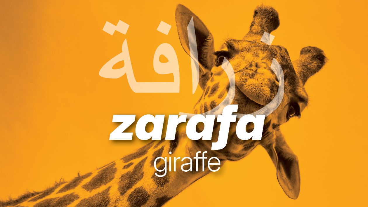 Yallah: Arabic word for 'let's go' is a call to action and an ...