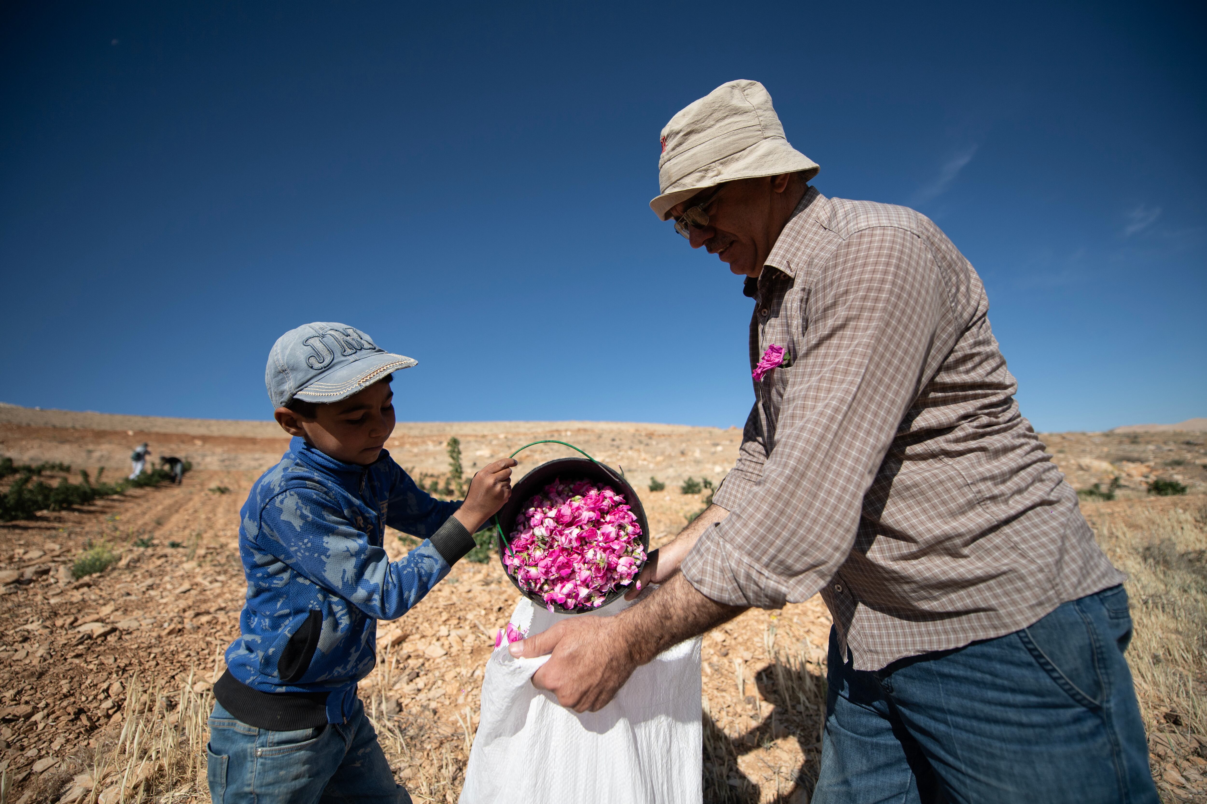 In pictures: Syria's famous Damascene rose harvest | The National