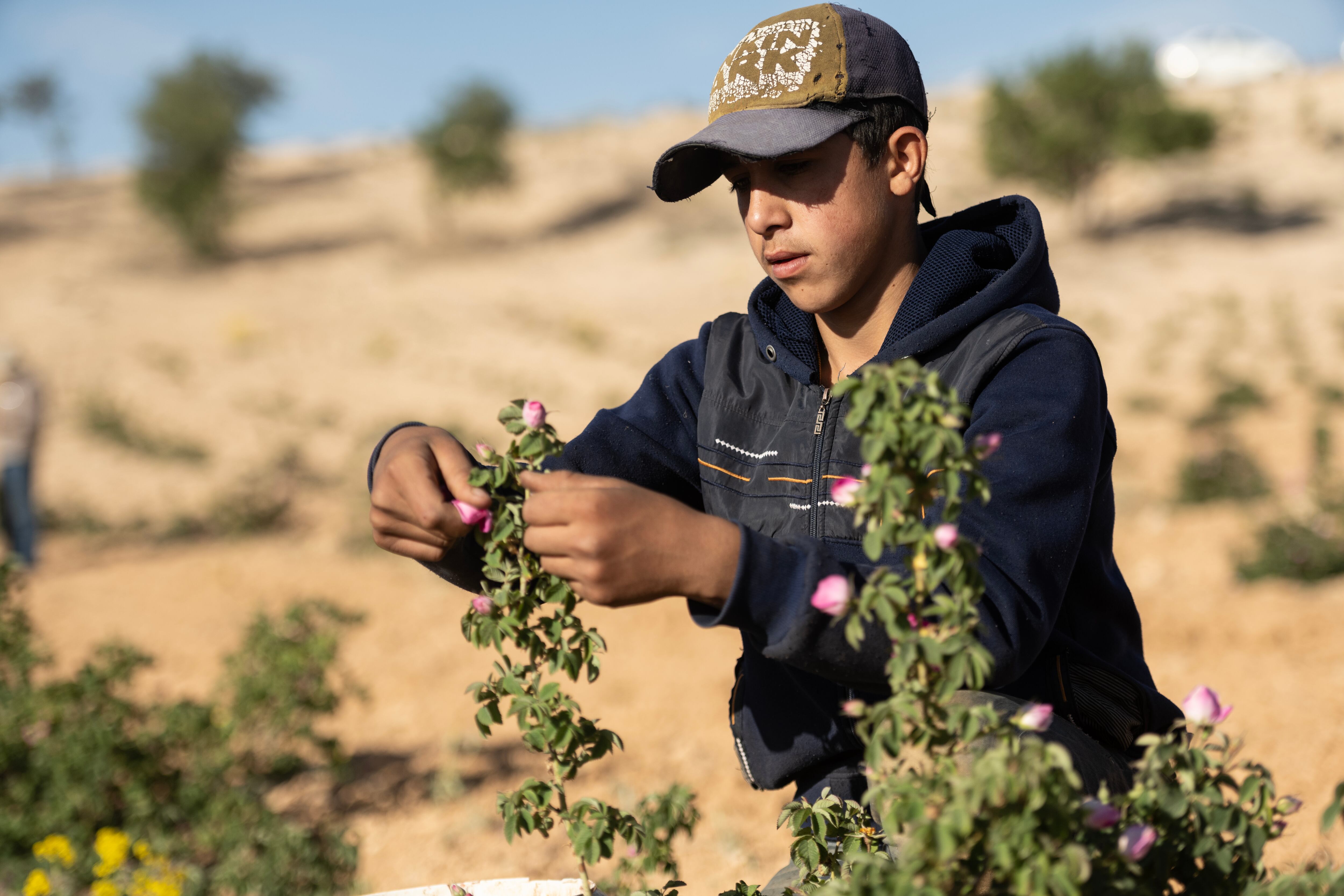 In pictures: Syria's famous Damascene rose harvest | The National
