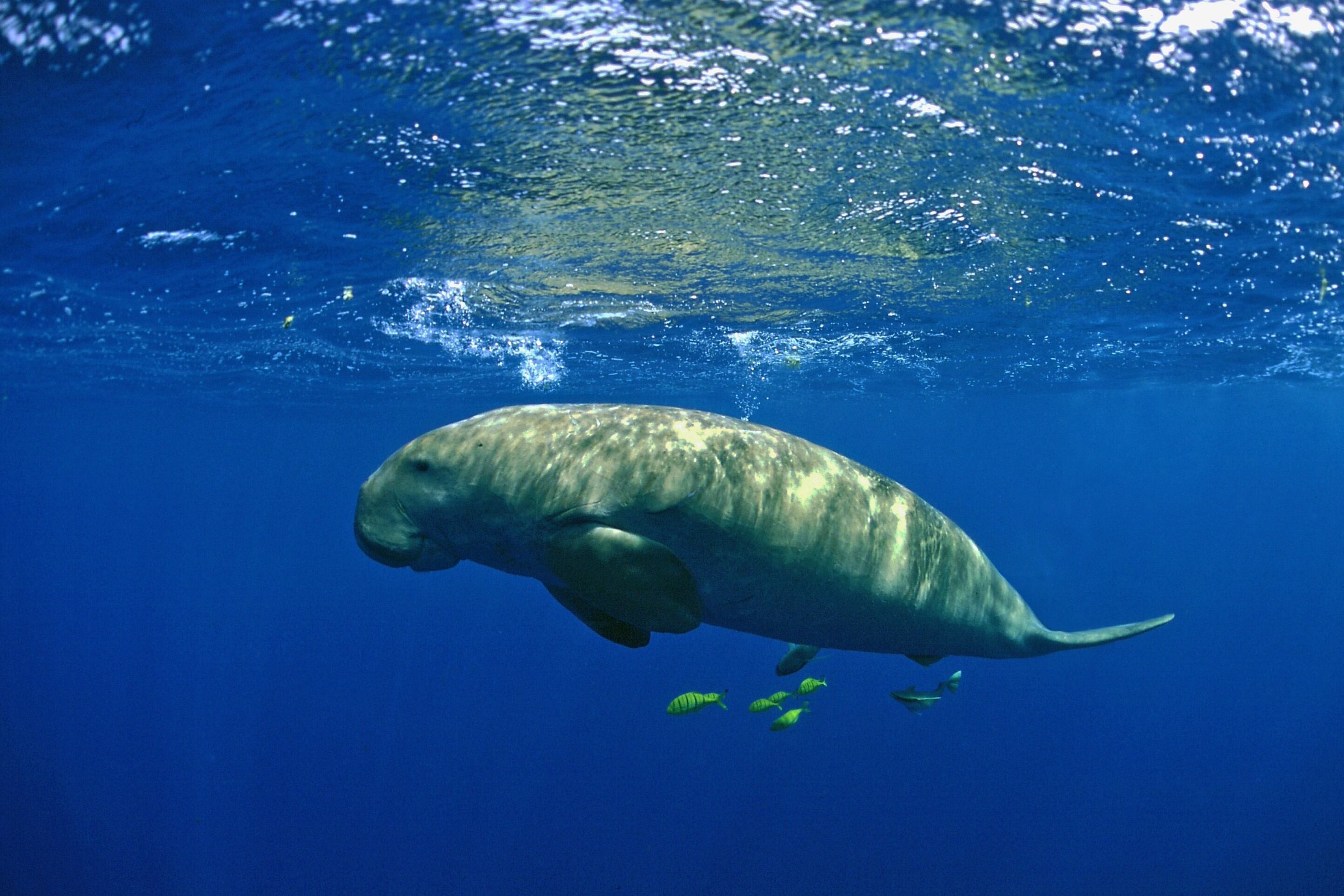 UAE launches $3 million global drive to protect dugongs and other ...