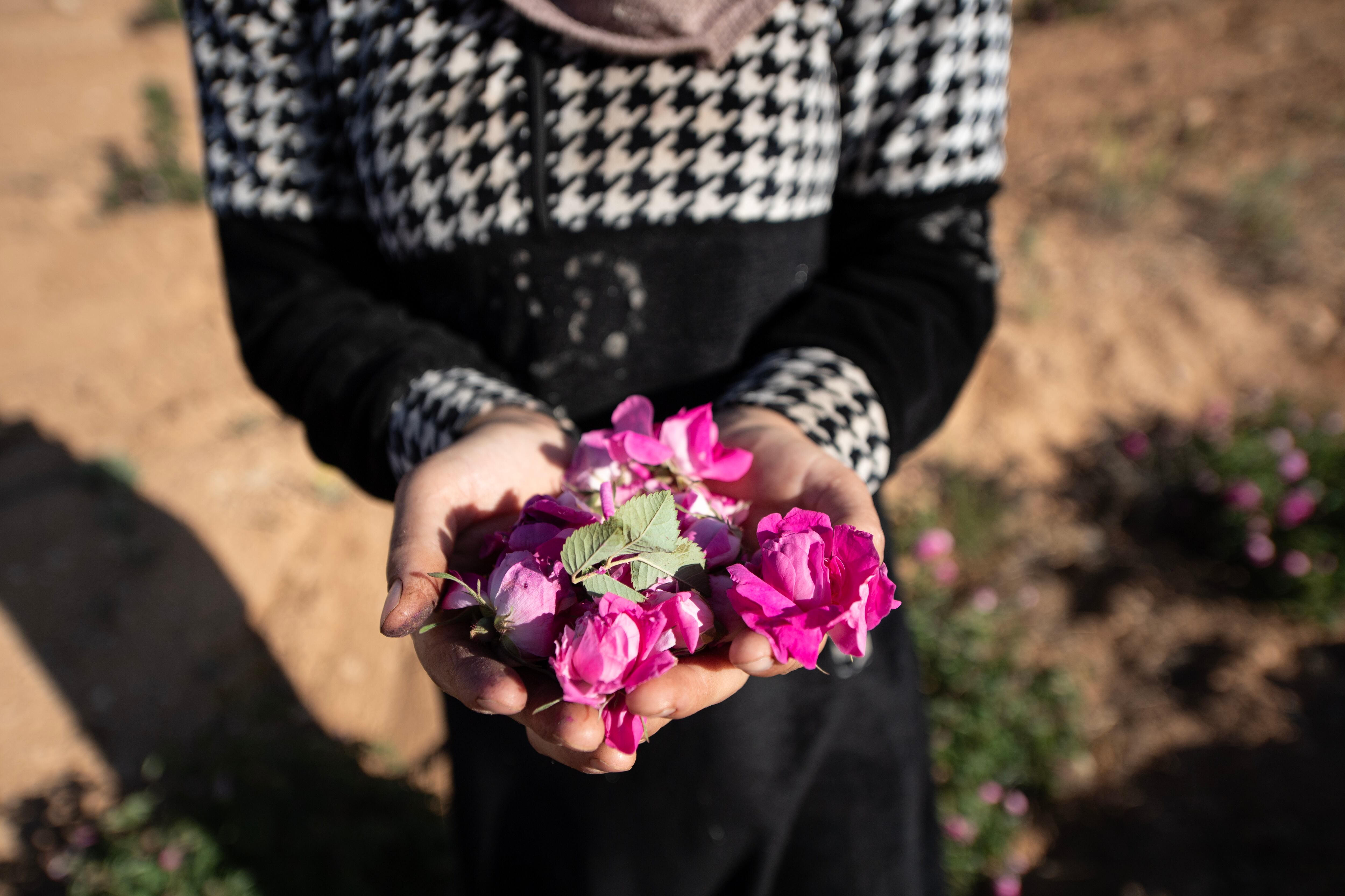 In pictures: Syria's famous Damascene rose harvest | The National