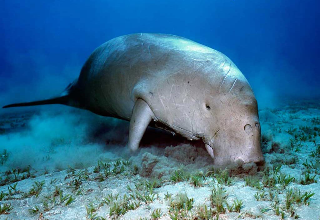 UAE launches $3 million global drive to protect dugongs and other ...