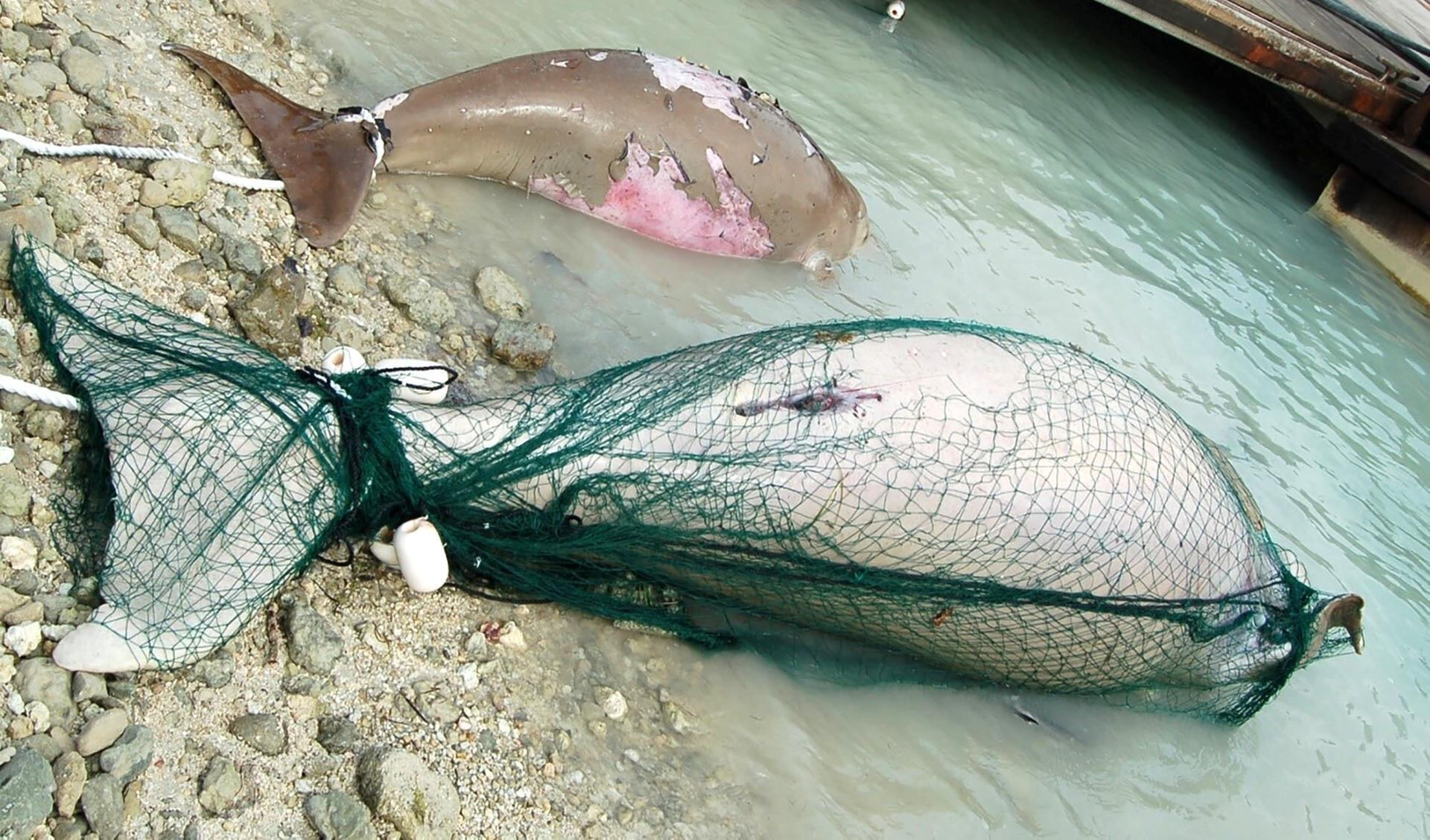 UAE launches $3 million global drive to protect dugongs and other ...