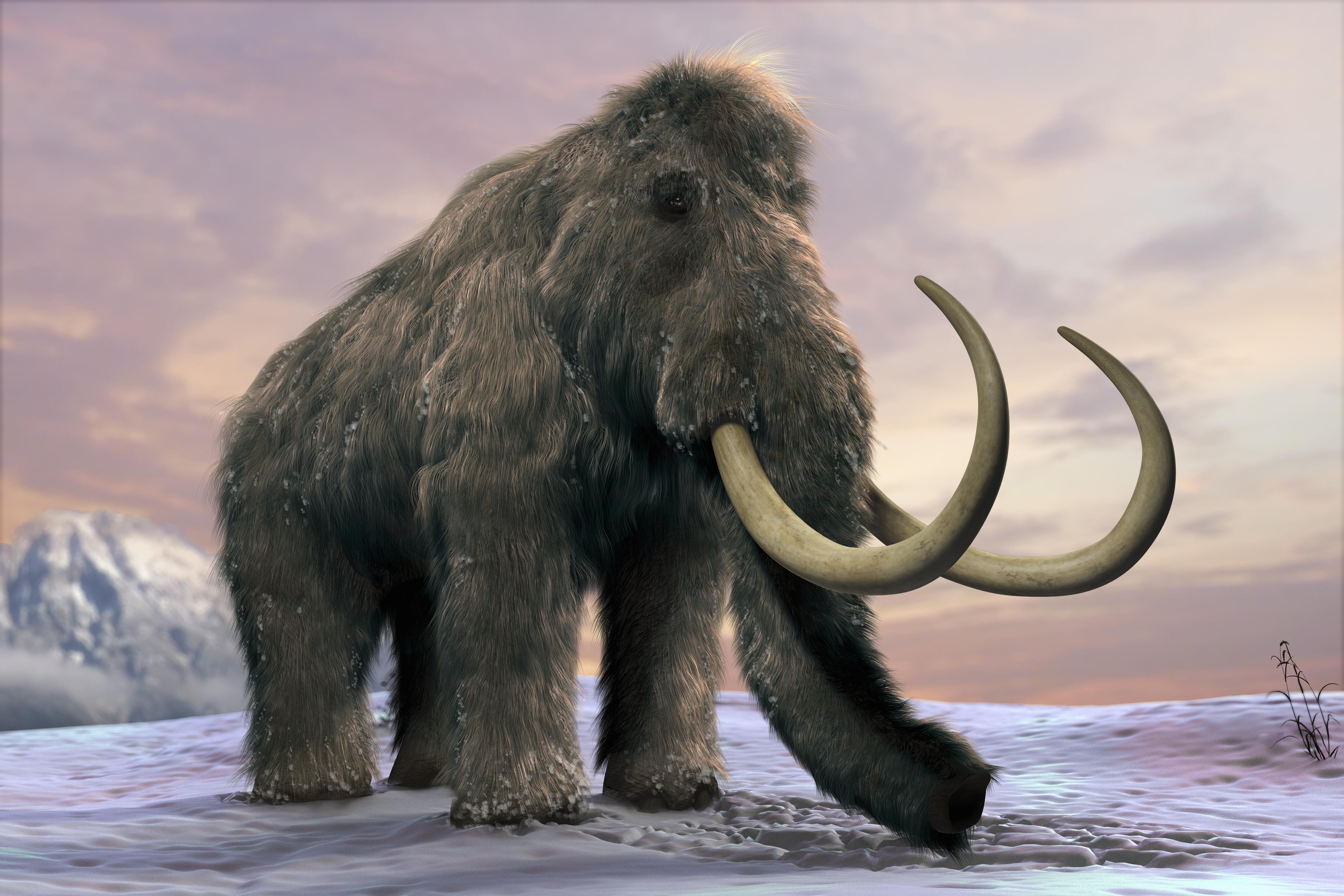 Woolly mouse unveiled by firm hoping to bring more extinct animals back ...
