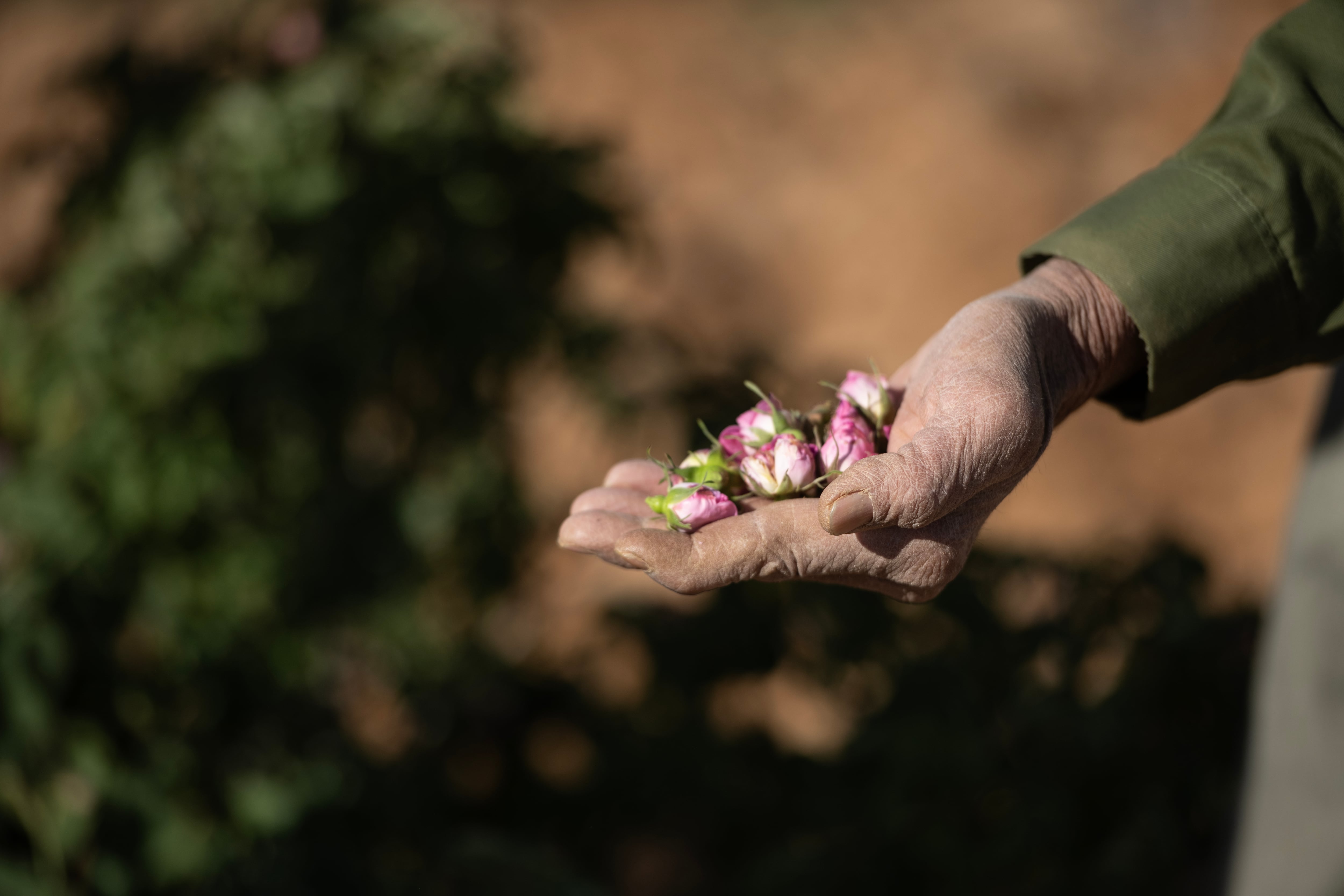 In pictures: Syria's famous Damascene rose harvest | The National