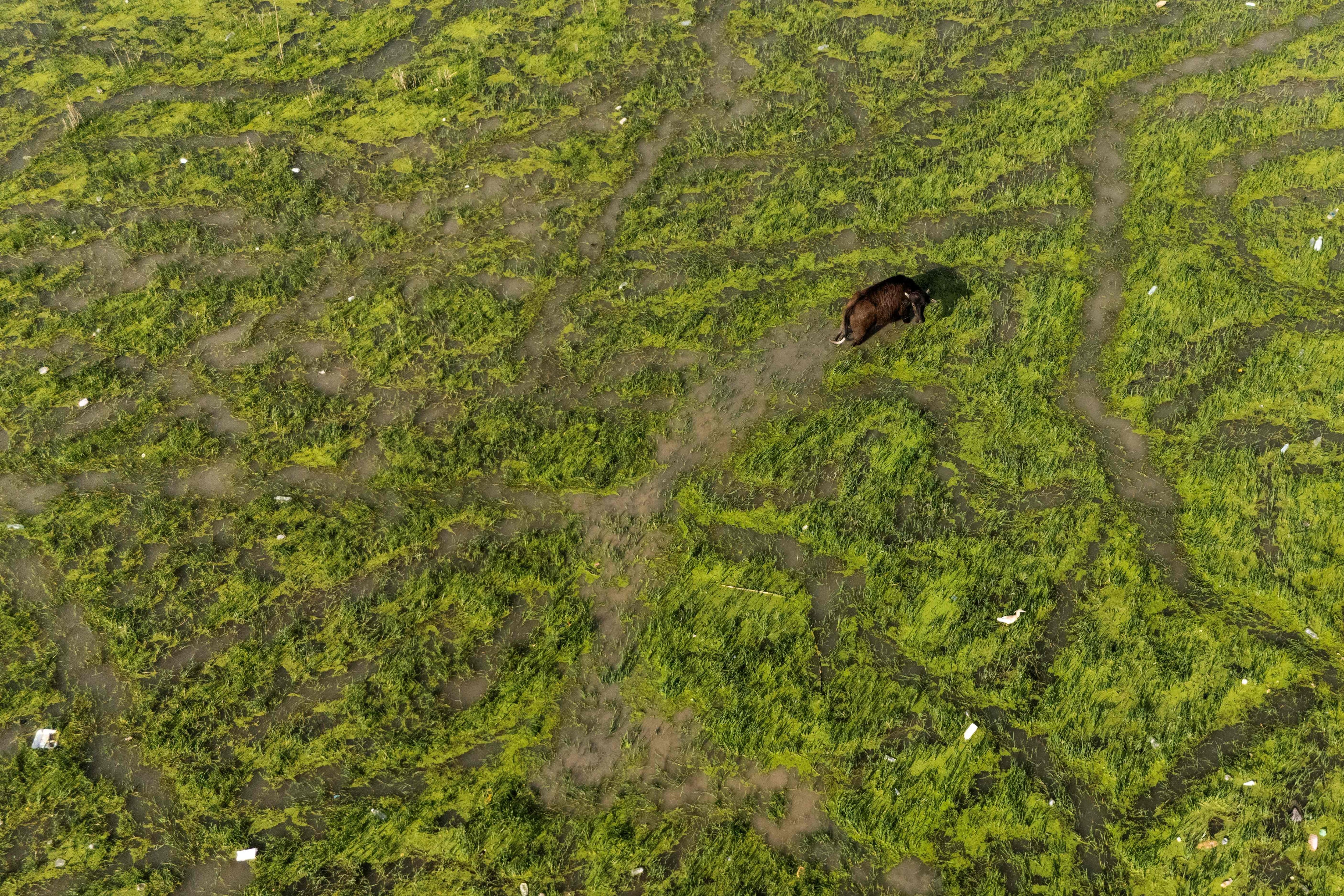 Rain revives Iraq's Hawizeh Marshes after years of drought | The National