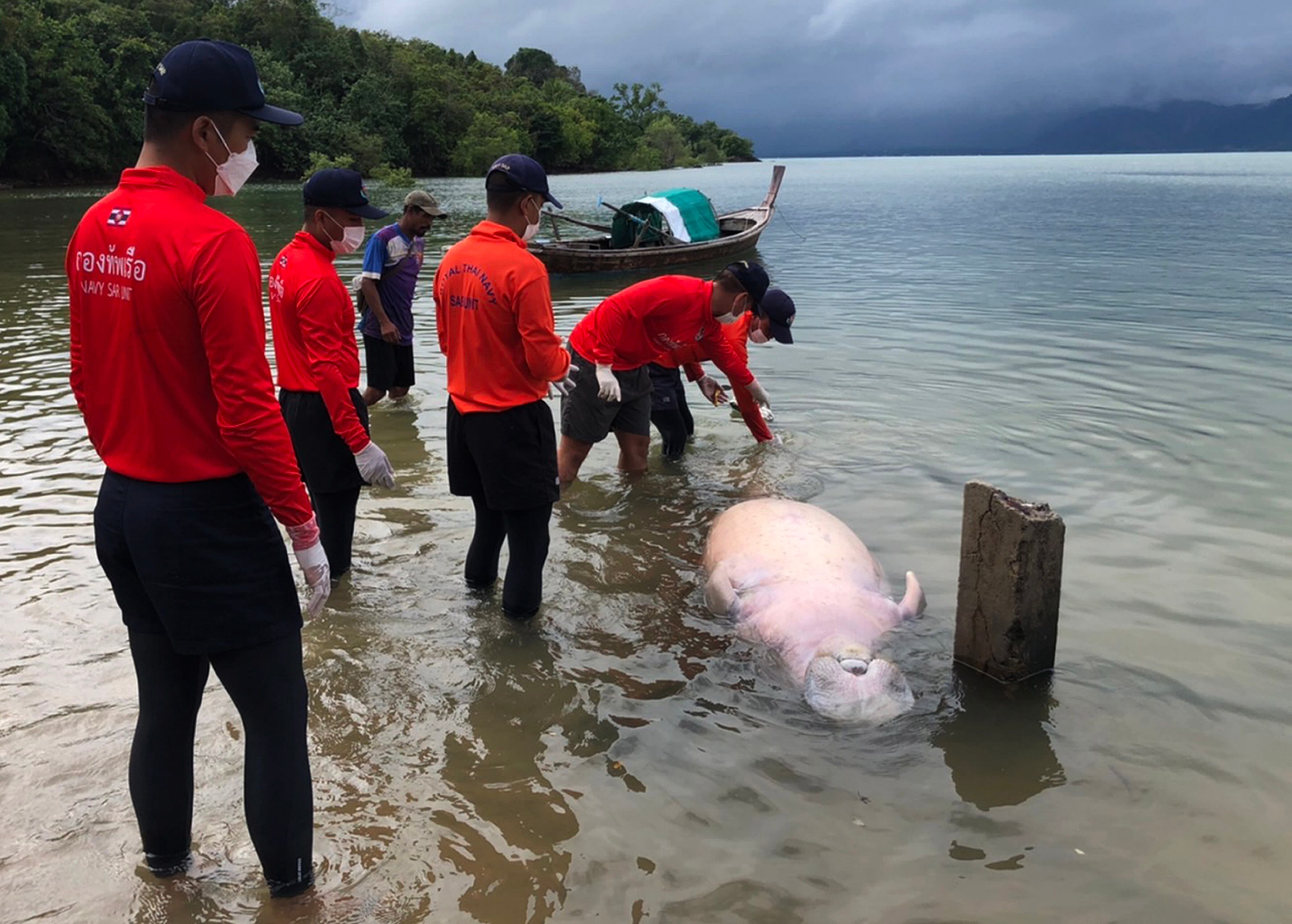 UAE launches $3 million global drive to protect dugongs and other ...